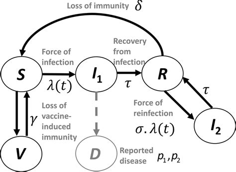 Epidemiological Model Diagram The Compartmental Model For Pertussis Download Scientific