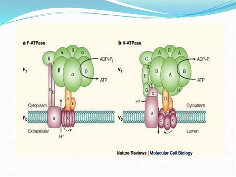 Calcium Atpase Pumps Pptx