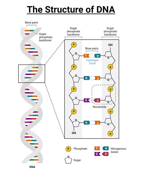 The Structure Of Dna R Biochemistry