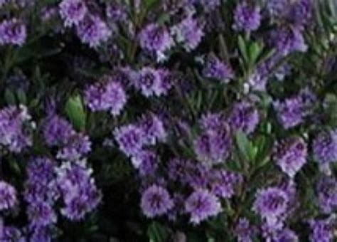 Hebe Hybrida Heebie Jeebies Wholesale Nursery Nurseries In Melbourne Sydney And Brisbane