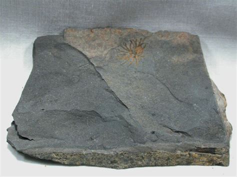 Trilobite And Algae Fossils