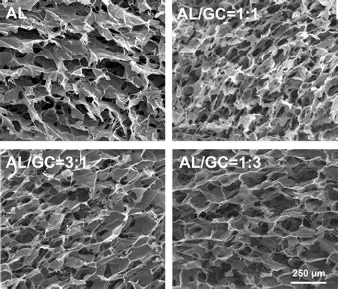 Scanning Electron Micrographs Of Polysaccharide Sponge Scaffolds The