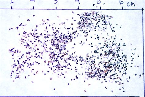 1 Photography Of Sediment Retained By No 40 Astm Sieve Download Scientific Diagram