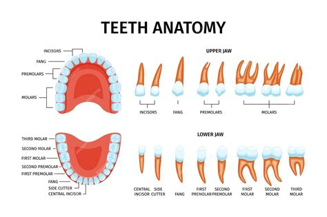 Conjunto De Gráficos De Anatomía De Dientes Adultos De Imágenes De