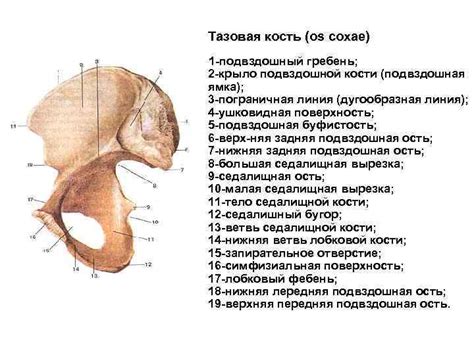 Тазовая кость Os Coxae 1 подвздошный гребень 2