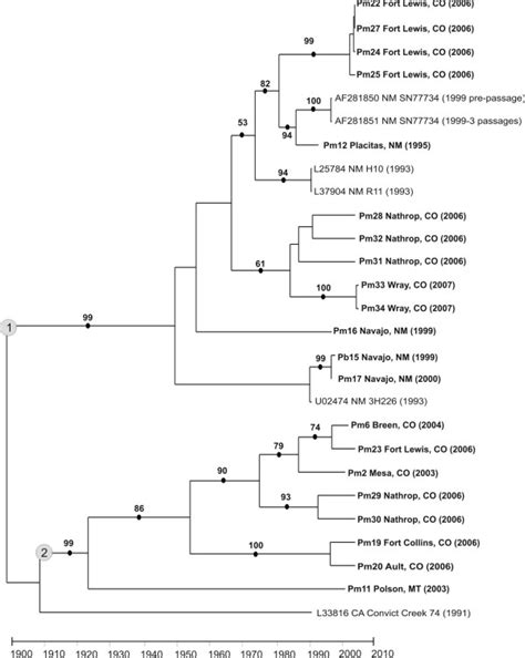 Maximum Likelihood Tree For The S Segment With 1000 Bootstrap Download Scientific Diagram