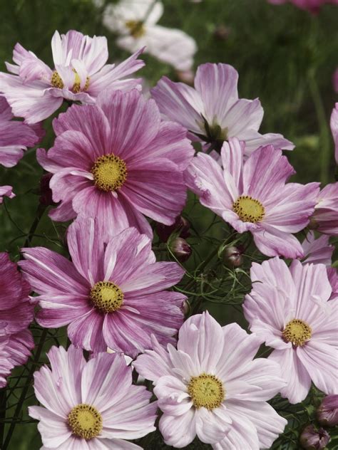 cosmos rosetta zetas garden online store