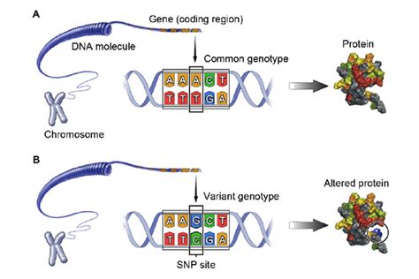 Single Nucleotide Polymorphisms Snps Genotyping In Plant Biotechnology Aci Plc