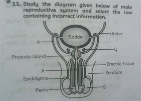 11 Study The Diagram Given Below Of Male Reproductive System And Select