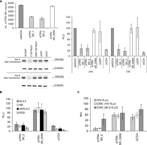 Figure 1 From Transportin Sr2 Imports Hiv Into The Nucleus Semantic Scholar