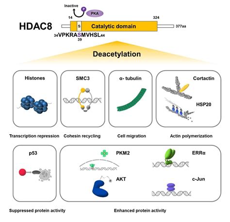schematic representation of histone and non histone substrates of