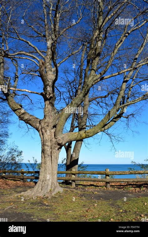 Tree By The Water Stock Photo Alamy