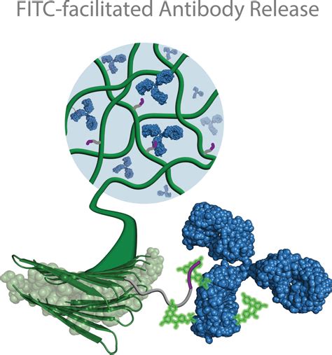 Journal Of Peptide Science Vol 31 No 7