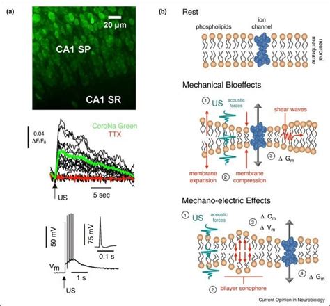 Good Review Paper Ultrasonic Modulation Of Neural Circuit Activity Runomod Good Review Paper Ultrasonic Modulation Of Neural Circuit Activity Runomod