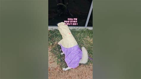 비오는거 싫어하는 깔끔쟁이 비오는 날 실외배변 뽀송 잔디 찾아가는 진돗개 Youtube