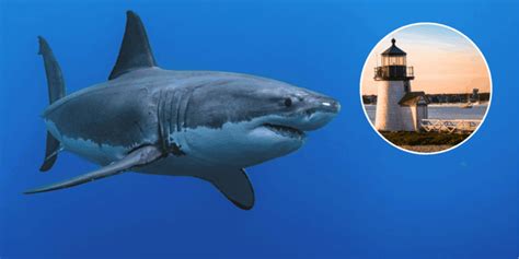 Largest Great White Shark On Record In The Atlantic Ocean Spotted Off