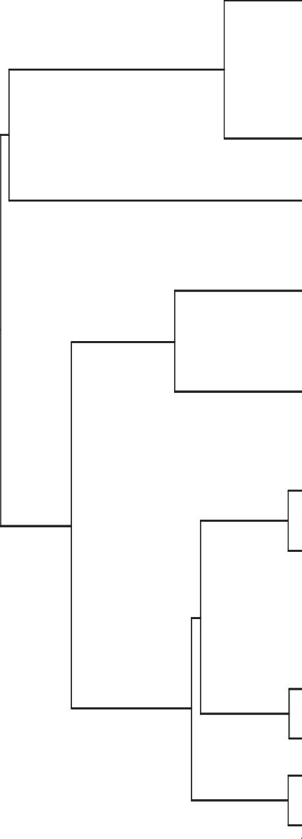 Upgma Dendrogram Based On The Binary Dice Association Coefficient