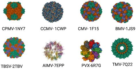 Important Plant Viruses For Plant Biotechnology Encyclopedia Mdpi