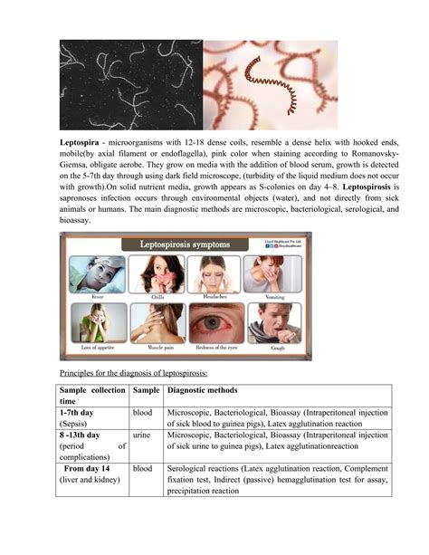 Spirochetes Microbiology Presentationdocx