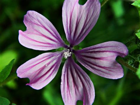 მინდვრის ყვავილები