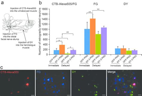 Retrograde Labeling Of Hypoglossal Motoneurons With Ctb Alexa555 Fg