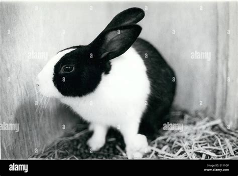 Bunny Panda Hot Girlfriend Sex