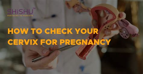How To Check Your Cervix For Pregnancy-MyShishu