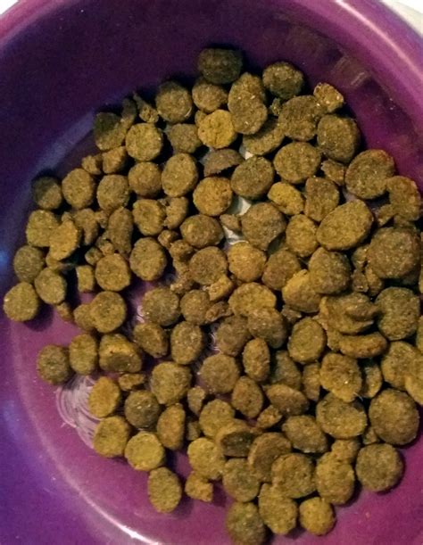 Корм для кошек Almo Nature Holistic: отзывы и разбор состава - ПетОбзор