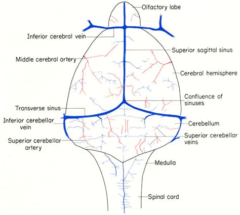 Brain Imaging Anatomy Of A Mouse Normal Brain