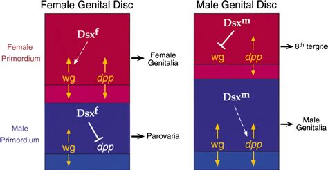 Sex And The Neighboring Cell Developmental Cell