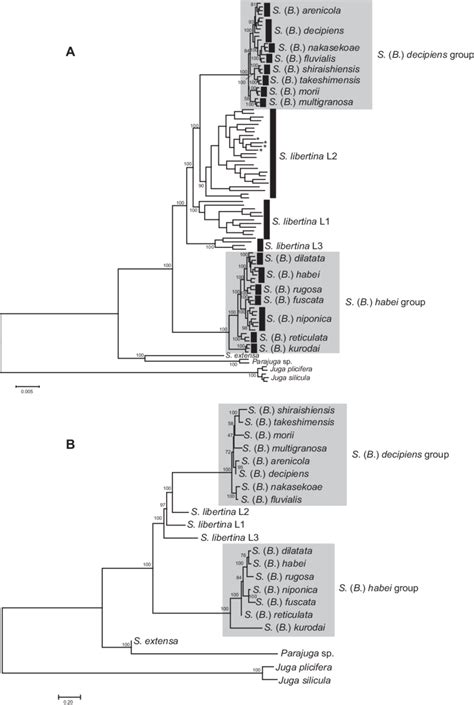 Maximum Likelihood Tree Based On The Concatenated Ddrad Loci A And