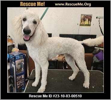 Oregon Poodle Rescue Adoptions Rescue Me