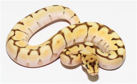 Orange Dream Lesser Spider Het Clown Ball Python By Designer Ball