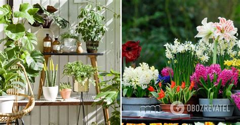Які кімнатні квіти не можна виносити на вулицю щоб не загинули список Oboz Ua