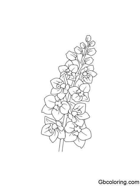 Free Delphinium Coloring Pages Printable Free Delphinium Coloring Pages Printable