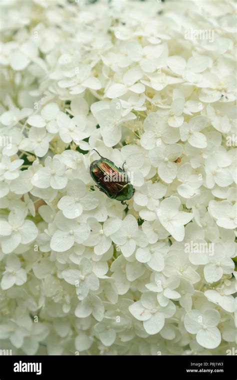 Green Beetle On The Petals White Hydrangea For Many Species These