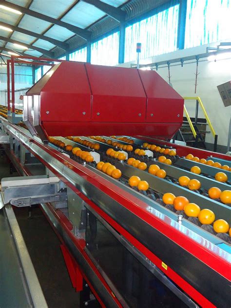 Citrus Fruits Grading Machine 91 99920 99970 Hi Tech