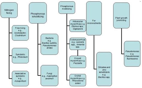 Classification Of Biofertilizers On The Basis Of Function And Nature