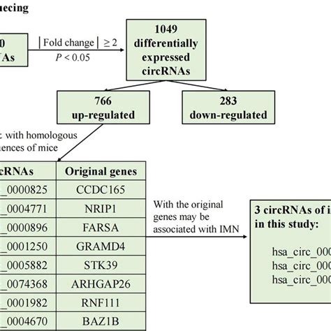 The Main Process Of Circular Rnas Sequencing Download Scientific Diagram