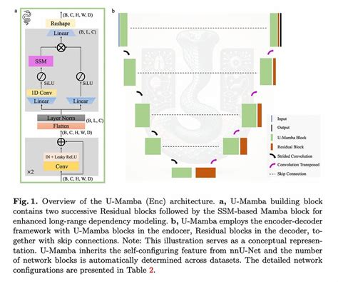 U Mamba A Novel Approach To Biomedical Image Segmentation Rainn