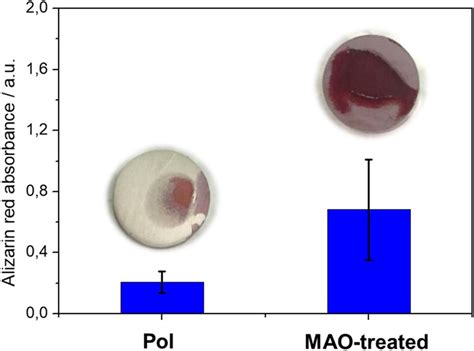 Extracellular Matrix Mineralized Nodules Stained By Alizarin Red