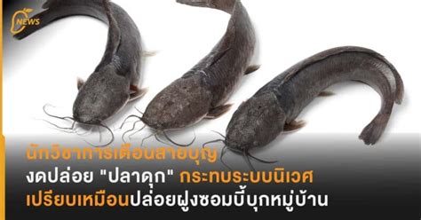 นักวิชาการเตือน สายบุญงดปล่อย ปลาดุก กระทบระบบนิเวศ เปรียบเหมือนปล่อยฝูงซอมบี้บุกหมู่บ้าน