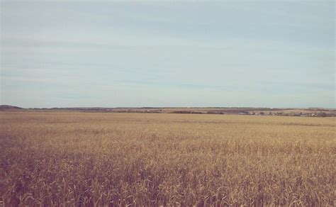 무료 이미지 수평선 습지 들 밀 대초원 식품 수확고 흙 농업 평원 목초지 서식지 생태계 스텝 농촌 지역 꽃 피는 식물 자연 환 경 잔디