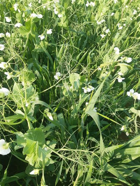 Intercropping Wheat And Pea For Improved Baking Quality More Diversity From The Field To The