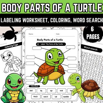 Turtle Body Parts Anatomy Of A Turtle Educational Worksheet Easy Learning