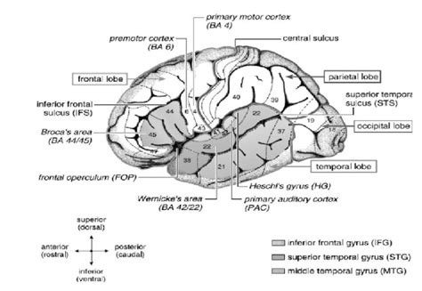 Left Hemisphere Of The Human Brain Retrieved From The Brain Basis Of Download Scientific