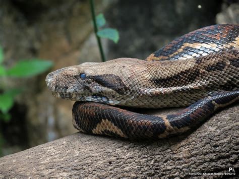 Mazacuata Boa Constrictor Pablo Ivan Vazquez Torres Flickr