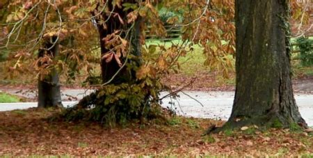 How Trees Shed Their Leaves In Every Season