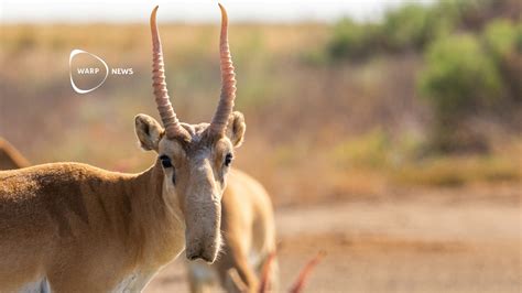 Saiga Antelope