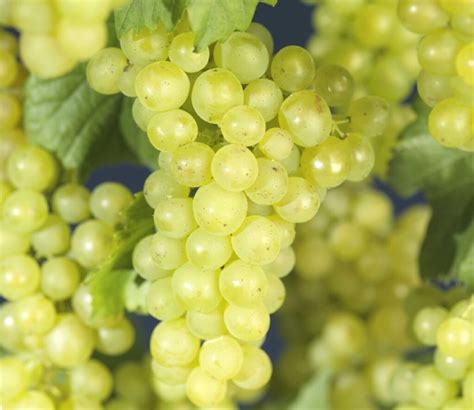 Vitis Bianca Tree Nursery De Bruyn